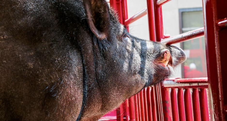Arkansas Razorback live mascot, Tusk V laid to rest following Sunday ...