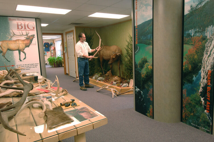 Majestic elk draw wildlife watchers to Buffalo National River country ...