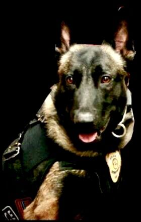 Morrilton Police Department’s K9 Thor assists Arkansas State Police in ...