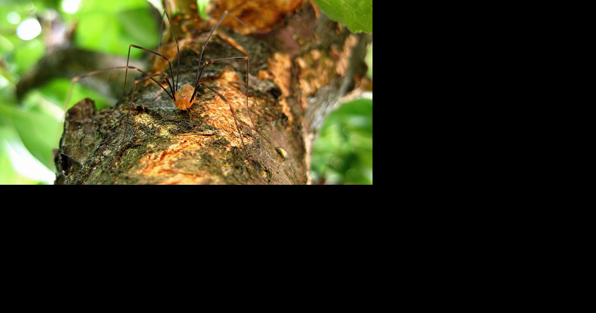 5 Things You Didn't Know About Daddy Long Legs | Life in the Valley ...