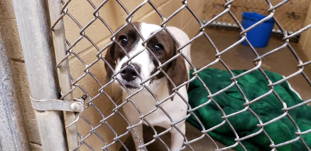 Photos: Russellville Animal Shelter - January 3, 2019 | Life in the ...