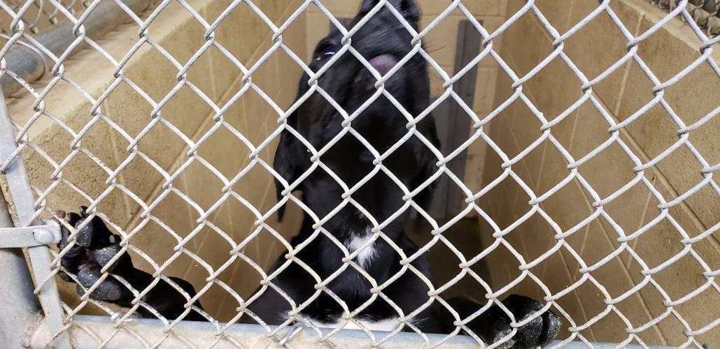 Photos: Russellville Animal Shelter - January 3, 2019 | Life in the ...