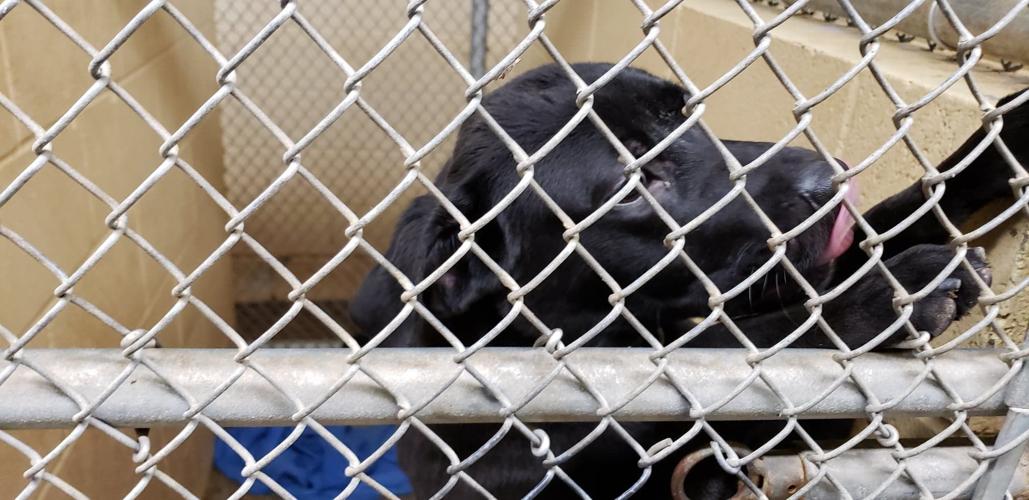 Photos: Russellville Animal Shelter - January 3, 2019 | Life in the ...