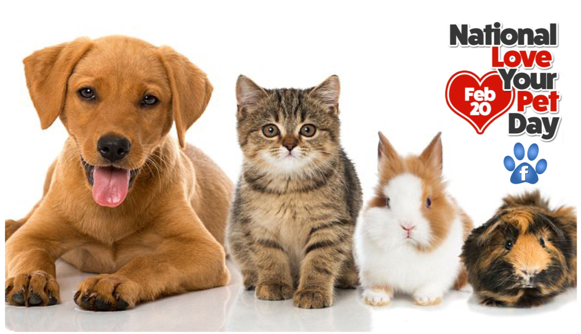 Recognizing Our Pets On National Love Your Pet Day February 20 2020 Recognizing Our Pets On National Love Your Pet Day February 20 2020