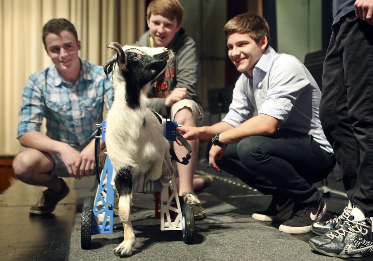 Lily the two legged goat given new form of mobility