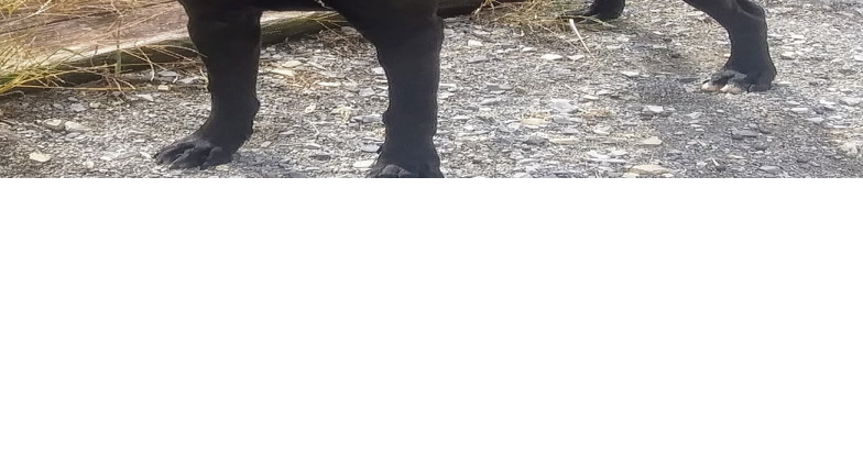 Pet of the Week: Levi