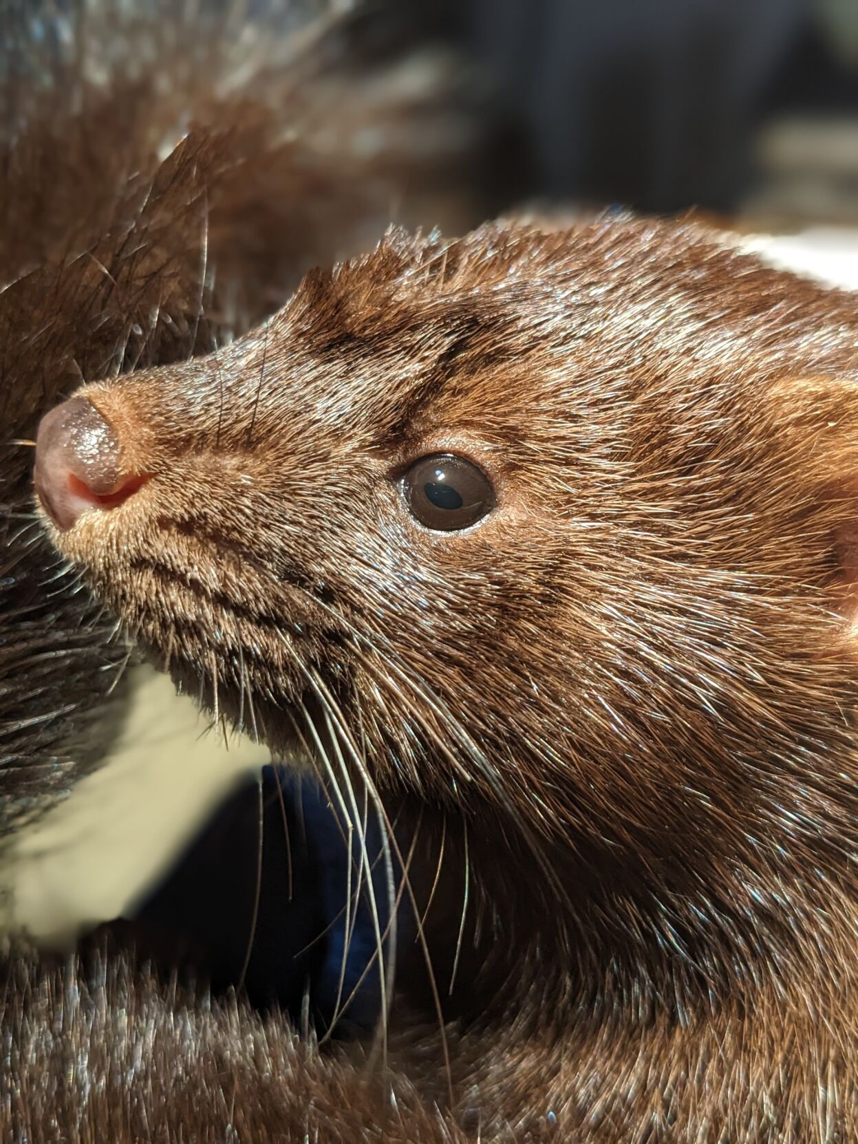 American mink being cared for at Southwest Virginia Wildlife Center
