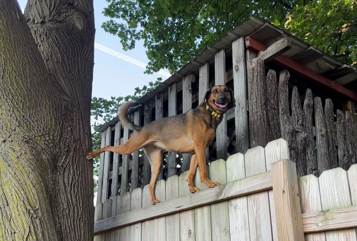 Georgia dog, Nosey Nola, goes viral climbing trees, fences