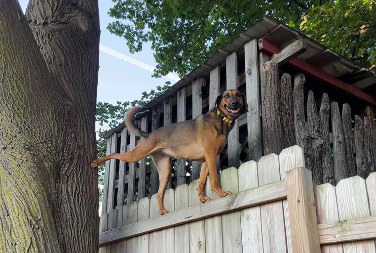 Georgia dog, Nosey Nola, goes viral climbing trees, fences