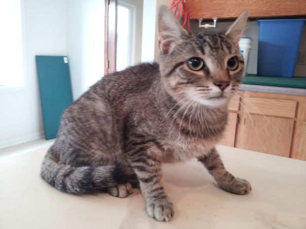 4 cats are refugees from meth bust