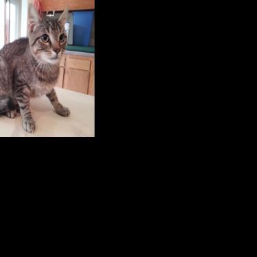 4 cats are refugees from meth bust