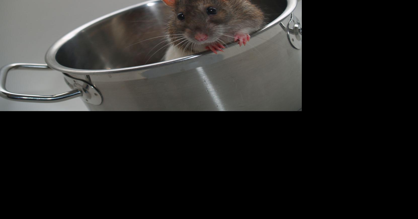 LIF-FAM-BORGMAN-COLUMN-DMT