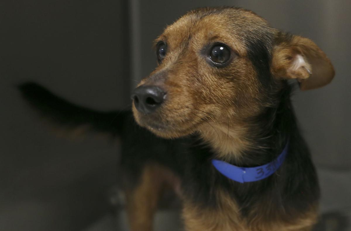 Angels of Assisi dog rescue