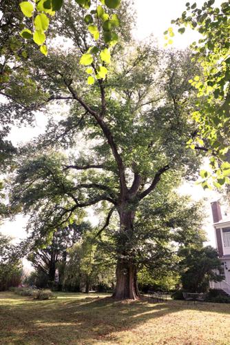 State champion English elm discovered in Buchanan