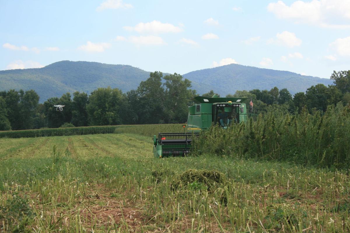 Virginia sees 1st hemp crop in decades
