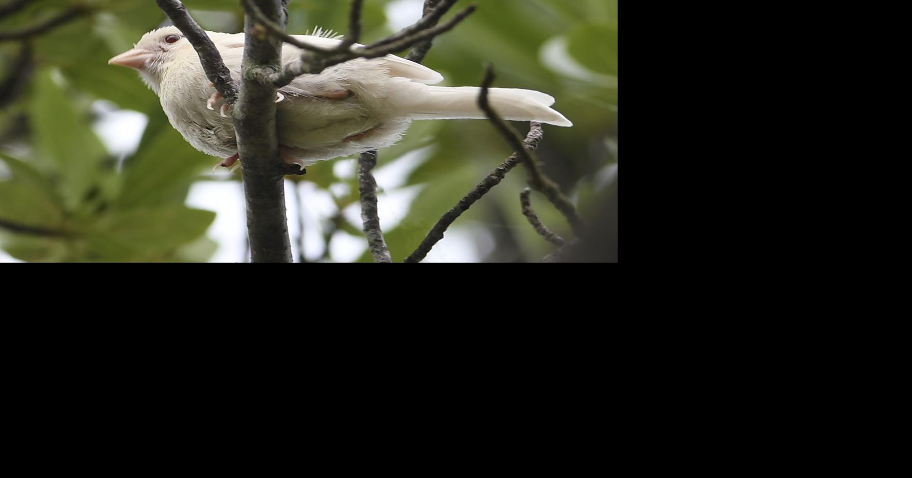 Rare albino sparrow makes home on Virginia Tech campus