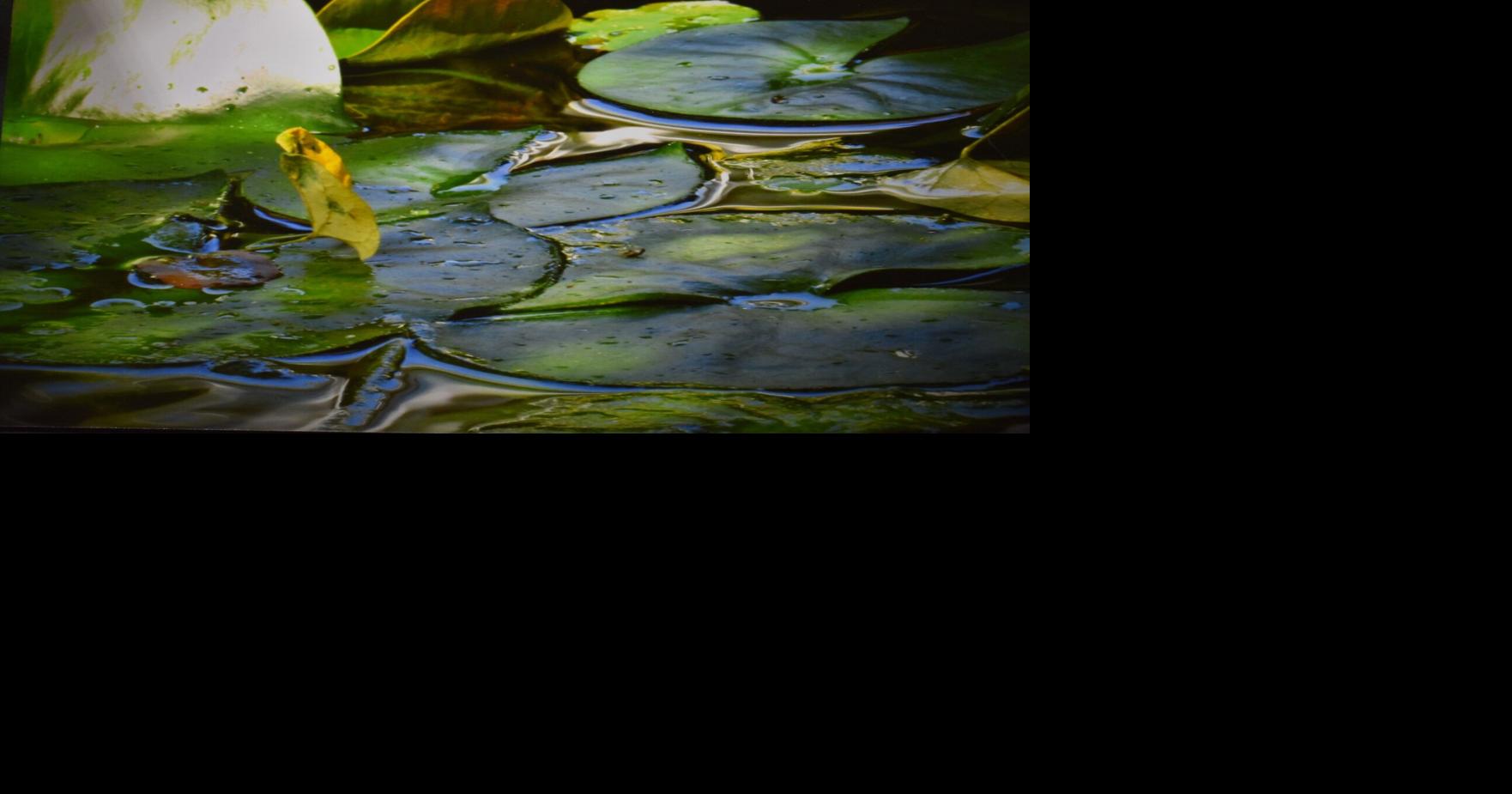 Three photographers winners in Radford Photo Club contest