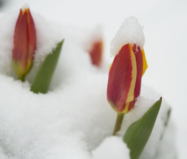 Photo gallery: Tuesday's spring snow shower