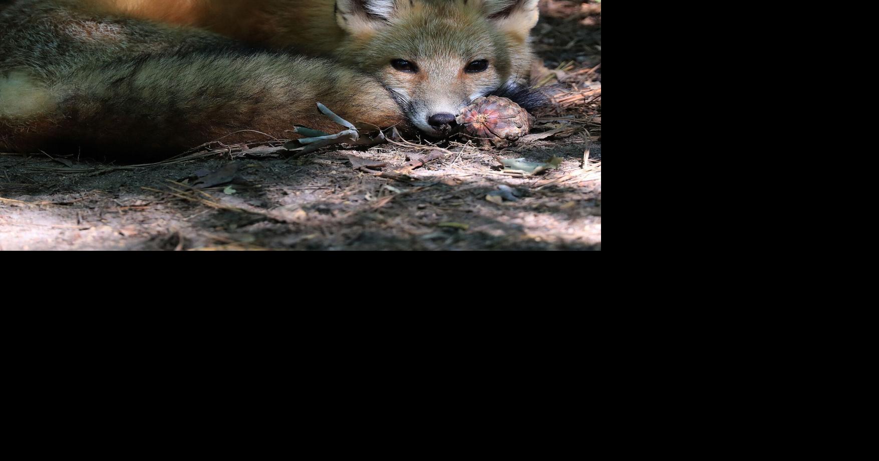 Warning issued after rabid fox found near Roanoke's Towers Shopping Center