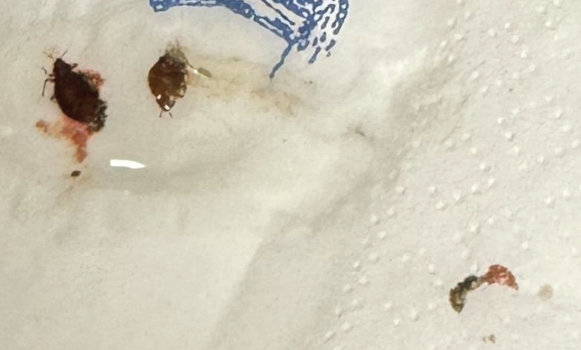 Bed bugs turn Roanoke family's flight into a 'nightmare'