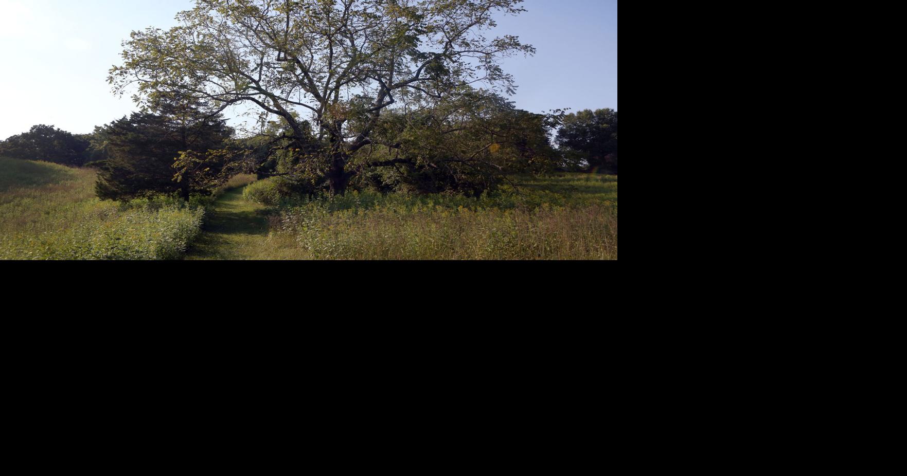 Man sentenced for taking black walnut trees from federal land in Giles ...