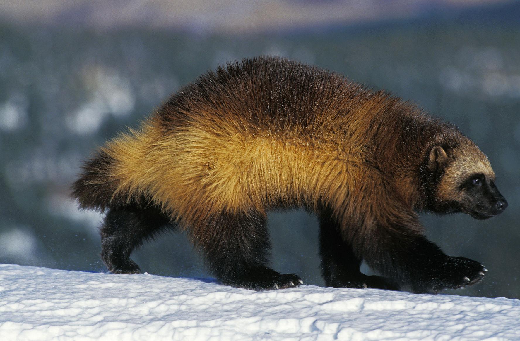 Wolverine sighting on Washington state beach stuns wildlife officials