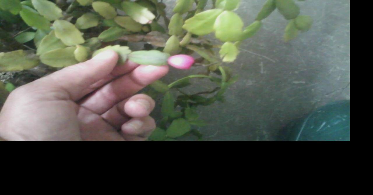 Christmas cactus seed pod