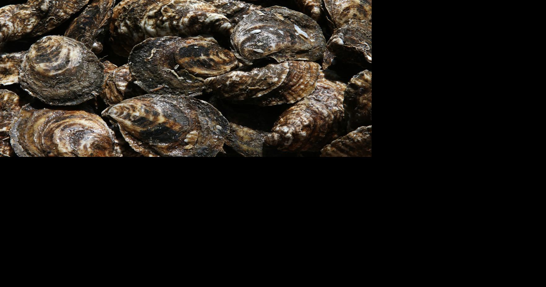 Recycling shells makes a world for oysters