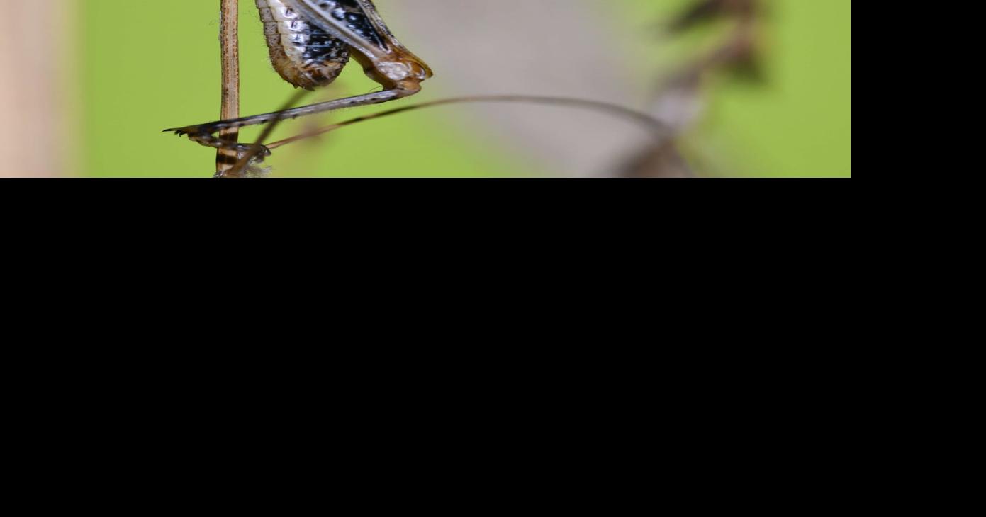 Gravity affects insect blood flow like in humans, says study with ...