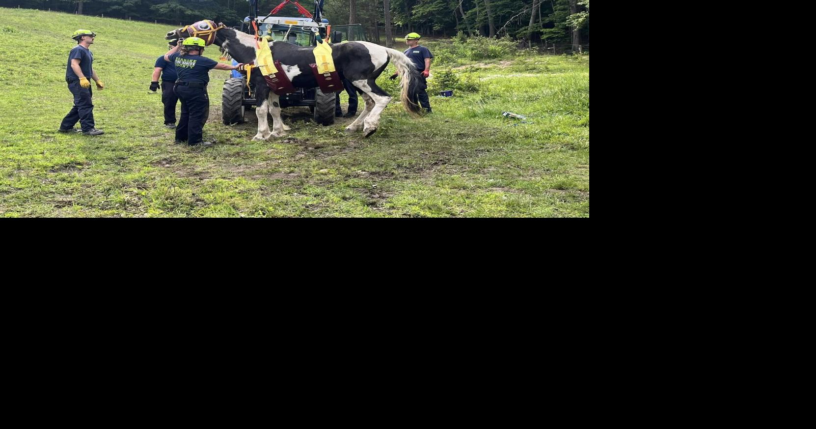 Roanoke County rescue team rights Pulaski County horse