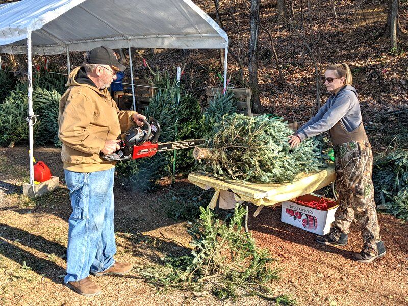 CASEY: The great Christmas tree crunch of 2021?