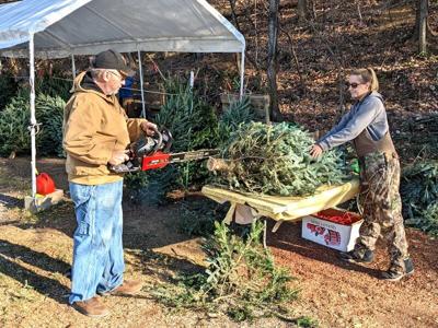 CASEY: The great Christmas tree crunch of 2021?