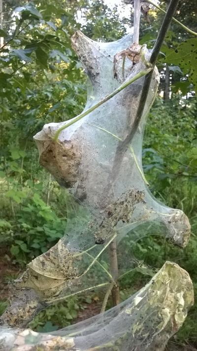 Fanatical Botanical: Another way to deal with fall web-worm