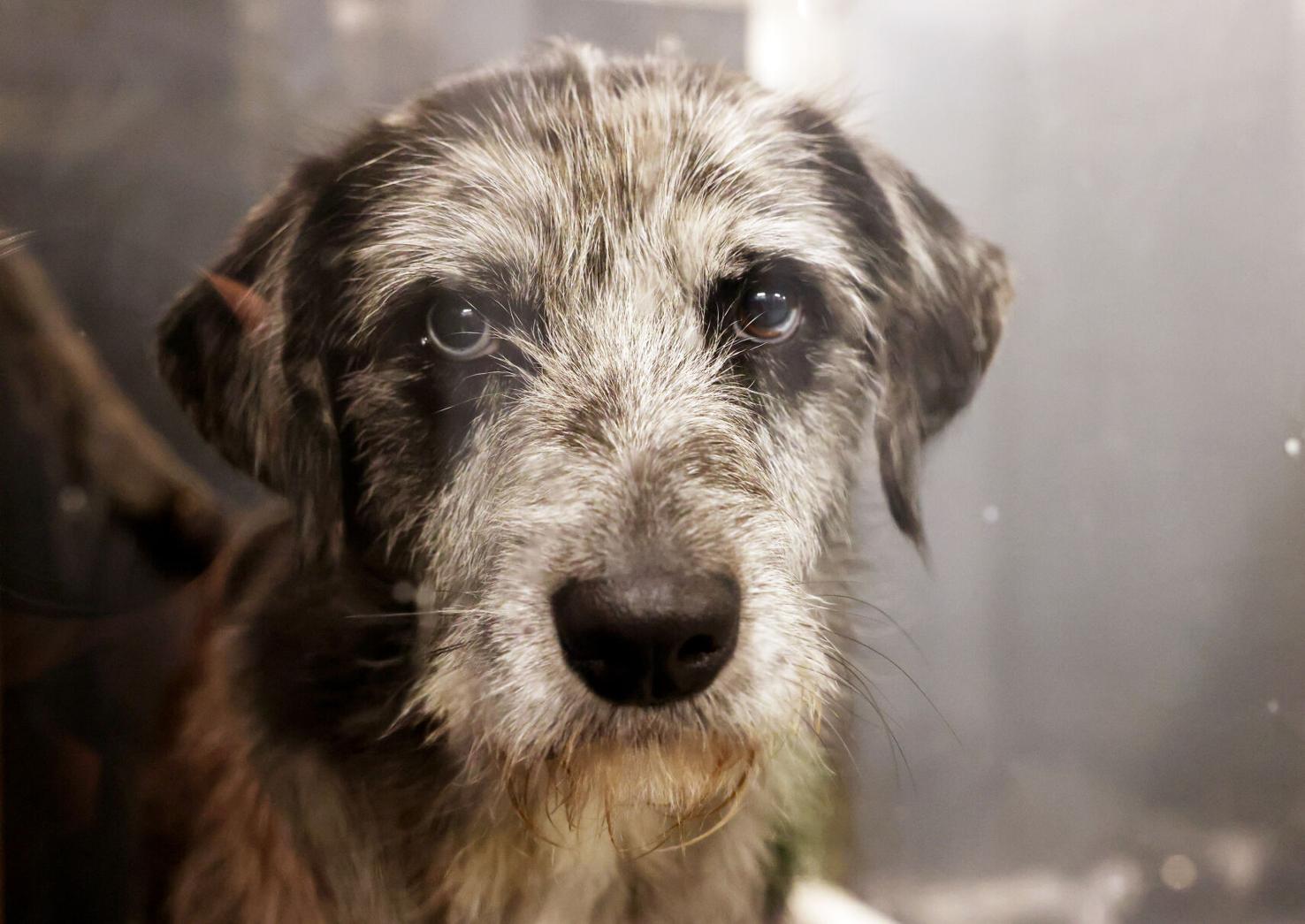 Angels of Assisi moving into new animal shelter