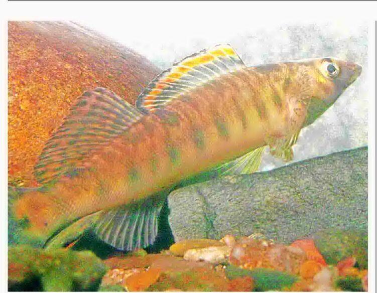 Page A6 eedition image