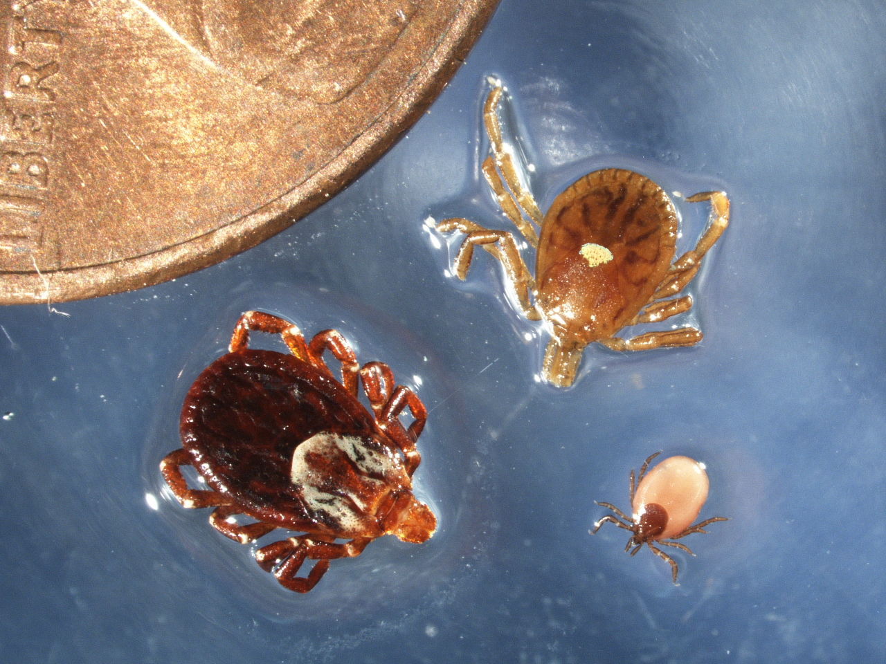 Tick identification lonestar deer tick dog - hostspeedy