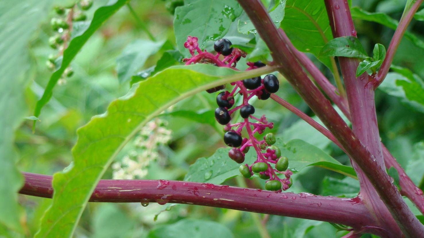 Fanatical Botanical: Nip poisonous pokeweed in the bud