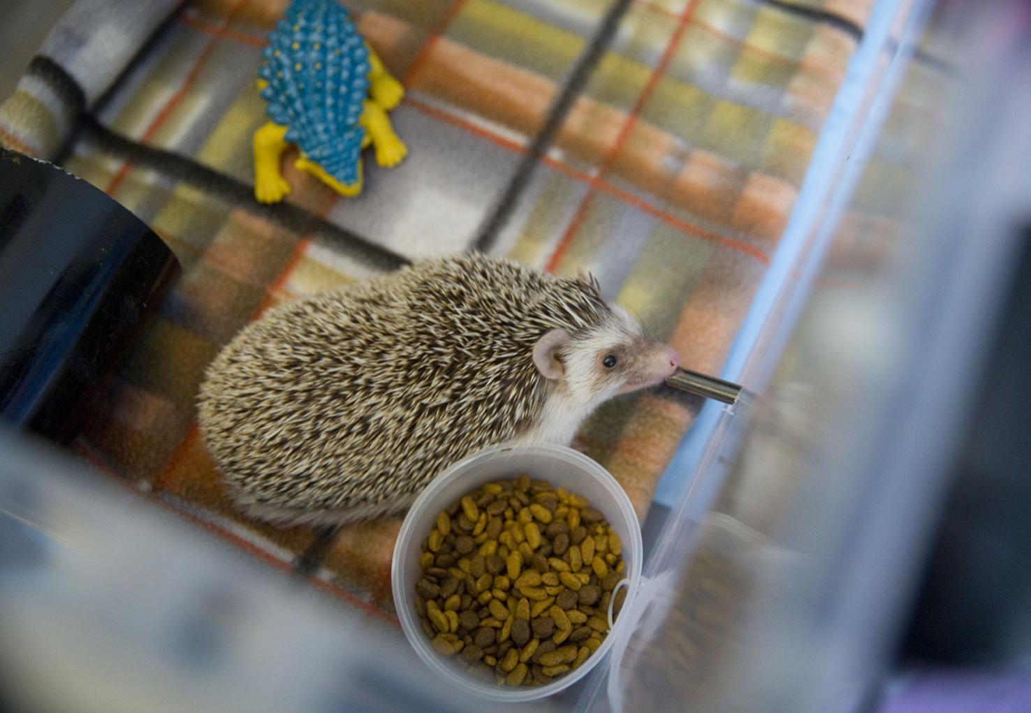 Spike the hedgehog is cuddly on his belly, not his back
