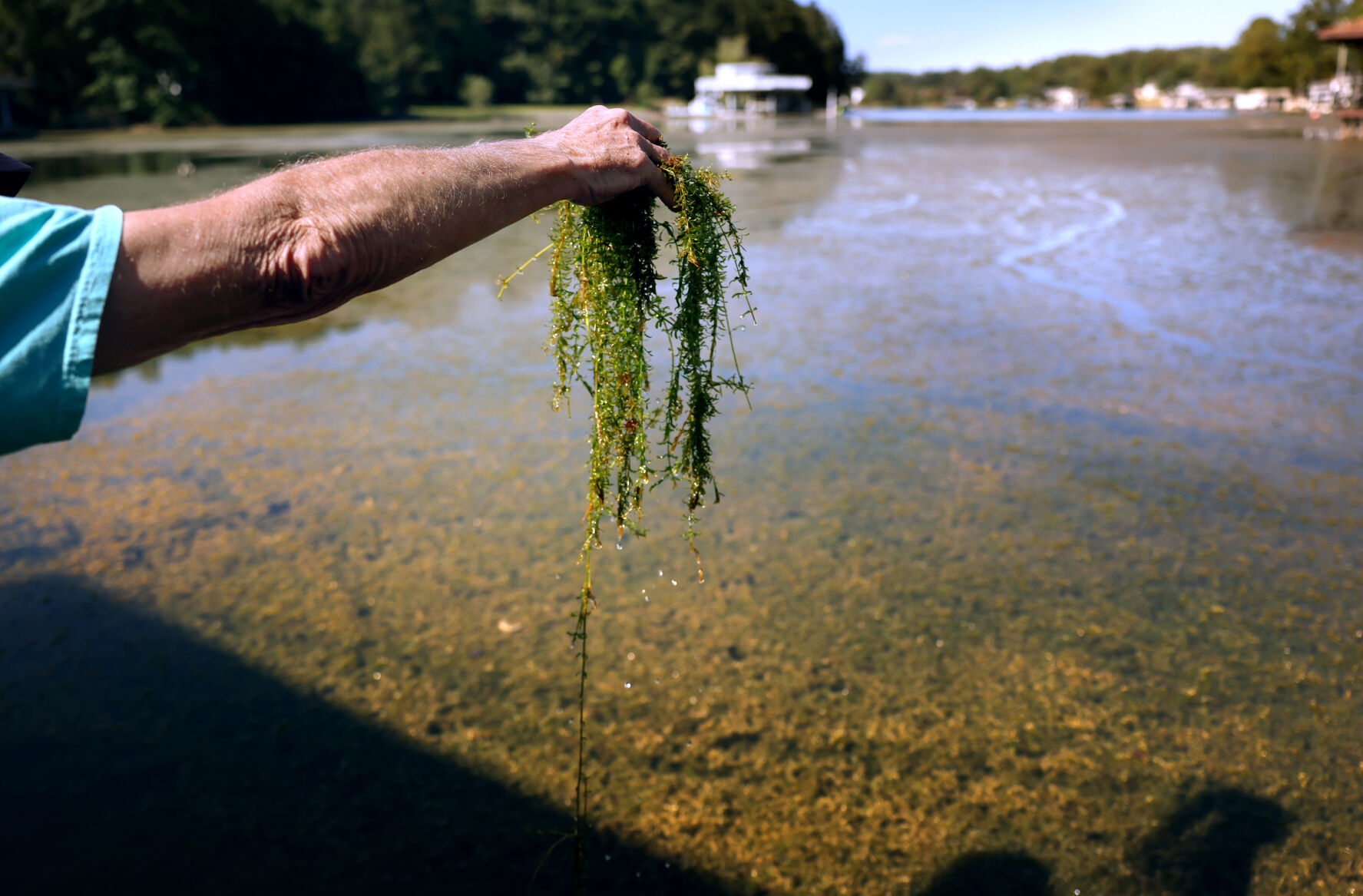 Photos and video: Hydrilla surges back at Smith Mountain Lake