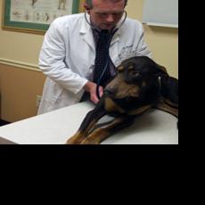 Radford vet meets post-storm needs