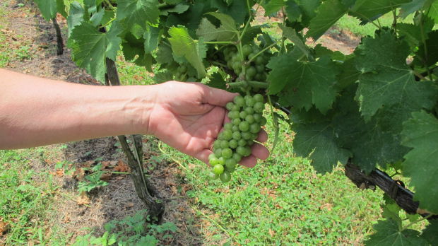 Vino and a view at Ramulose Ridge Vineyards