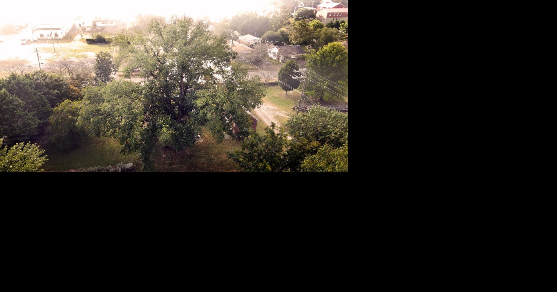 State champion English elm discovered in Buchanan