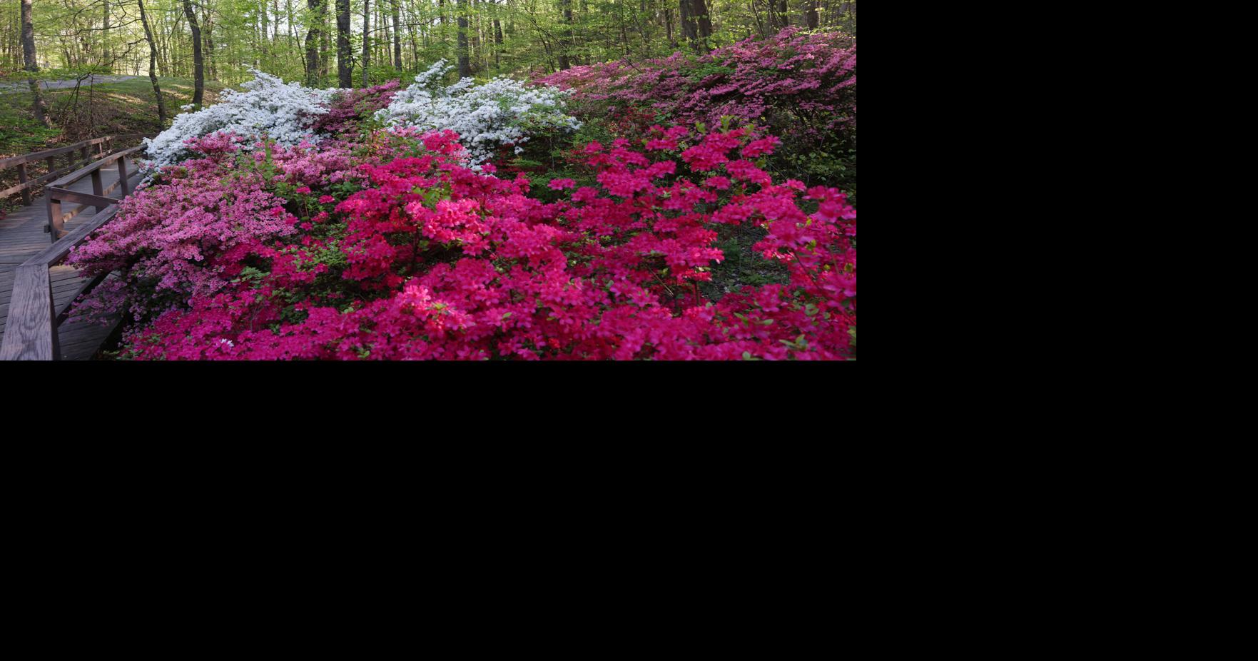 Photos and video: Azaleas put on a show in southwest Roanoke County
