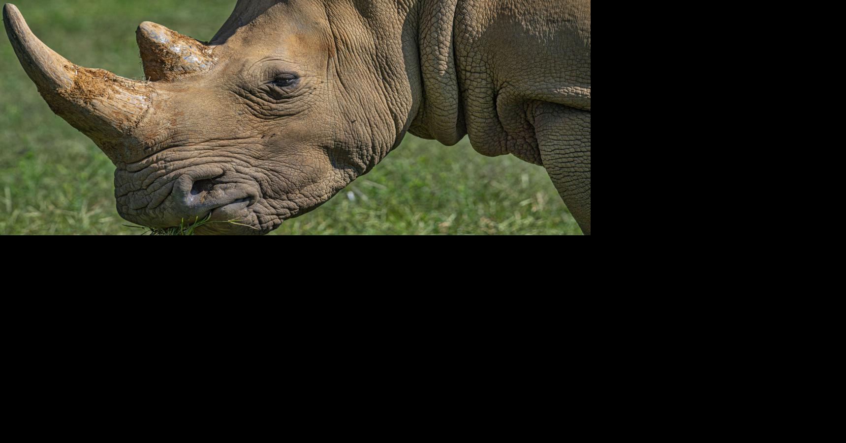 Many different definitions for Republican In Name Only