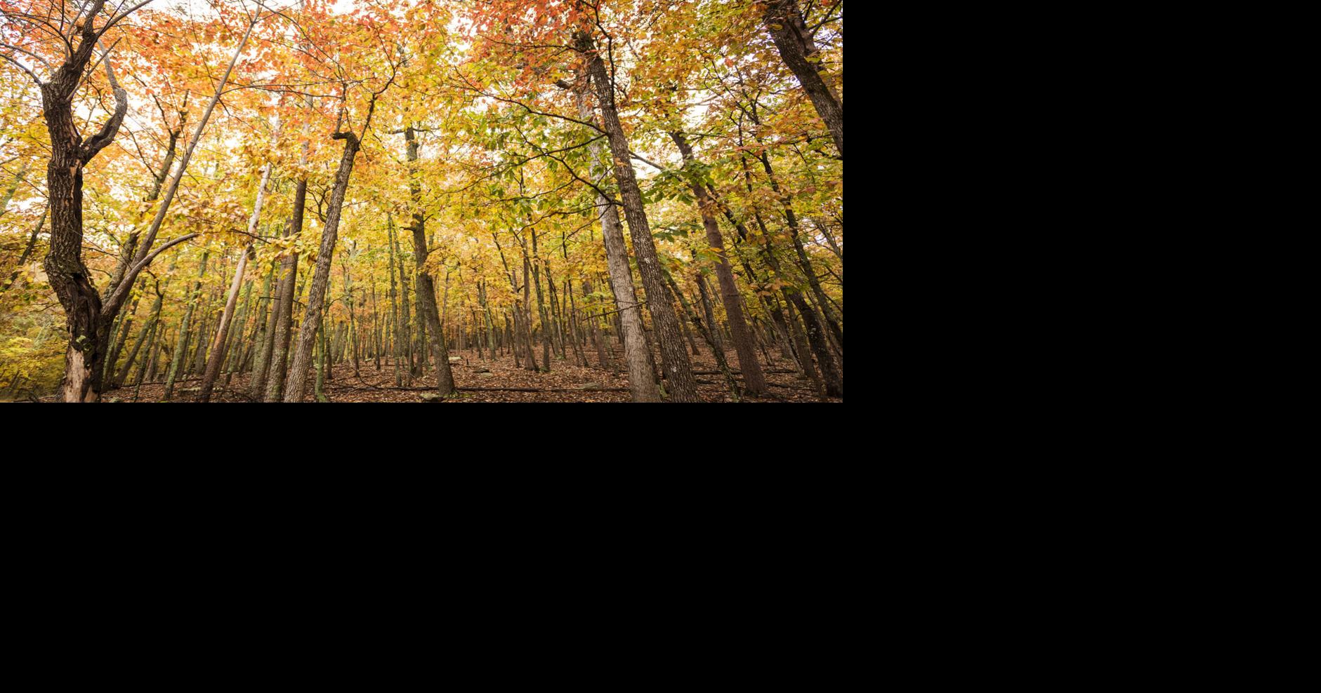 Current and Forecast Southeast Fall Foliage Conditions