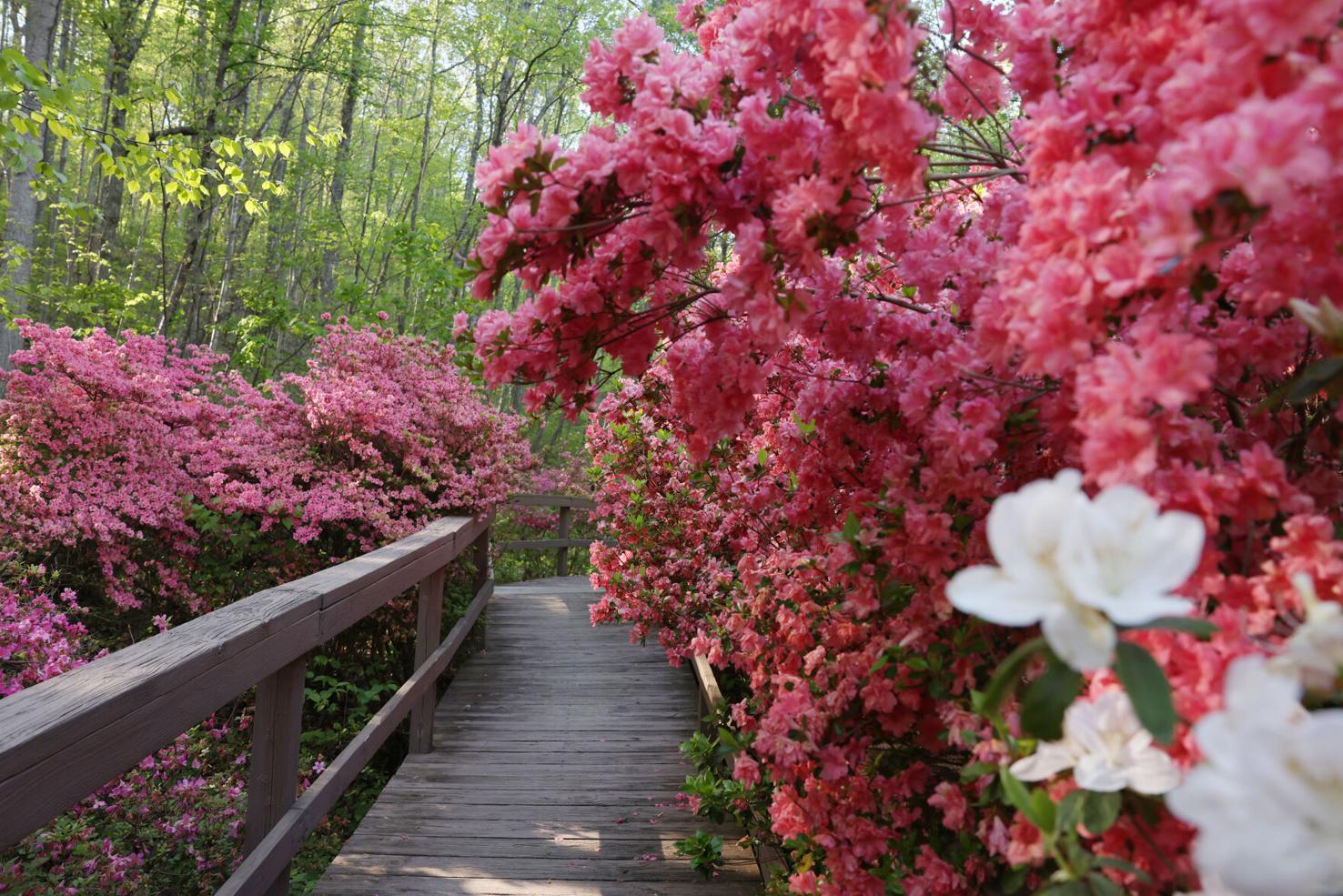 Photos and video: Azaleas put on a show in southwest Roanoke County