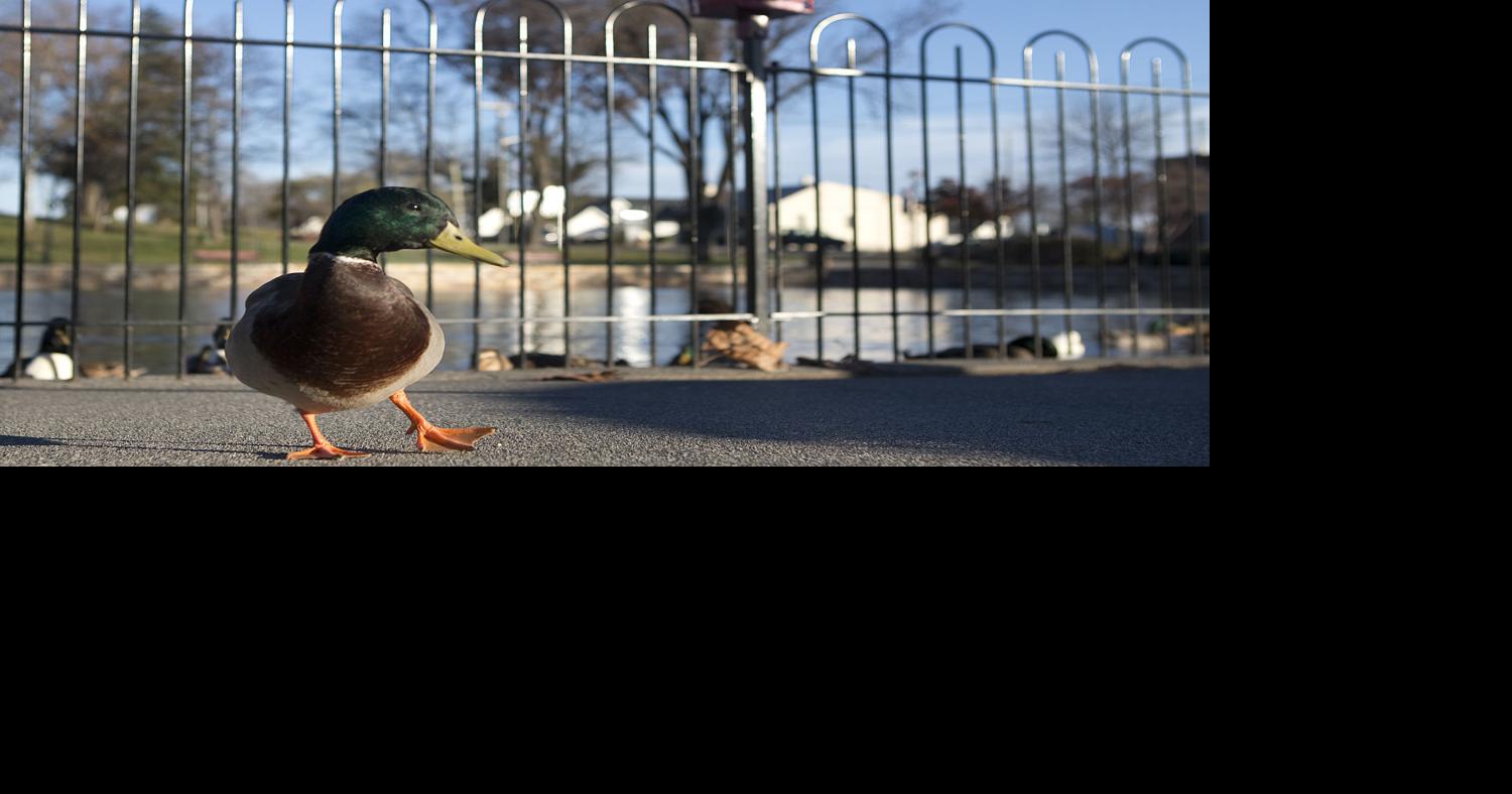 Whatever Happened To: Salem's Lake Spring Park