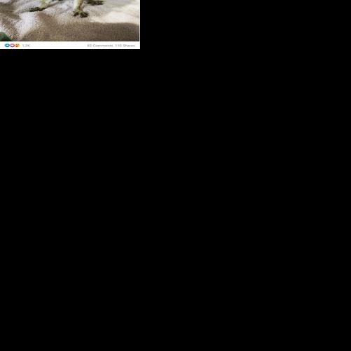 Wildlife center reports break-in, finds missing squirrel