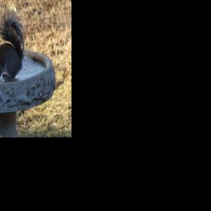 Chipper, the ice skating squirrel