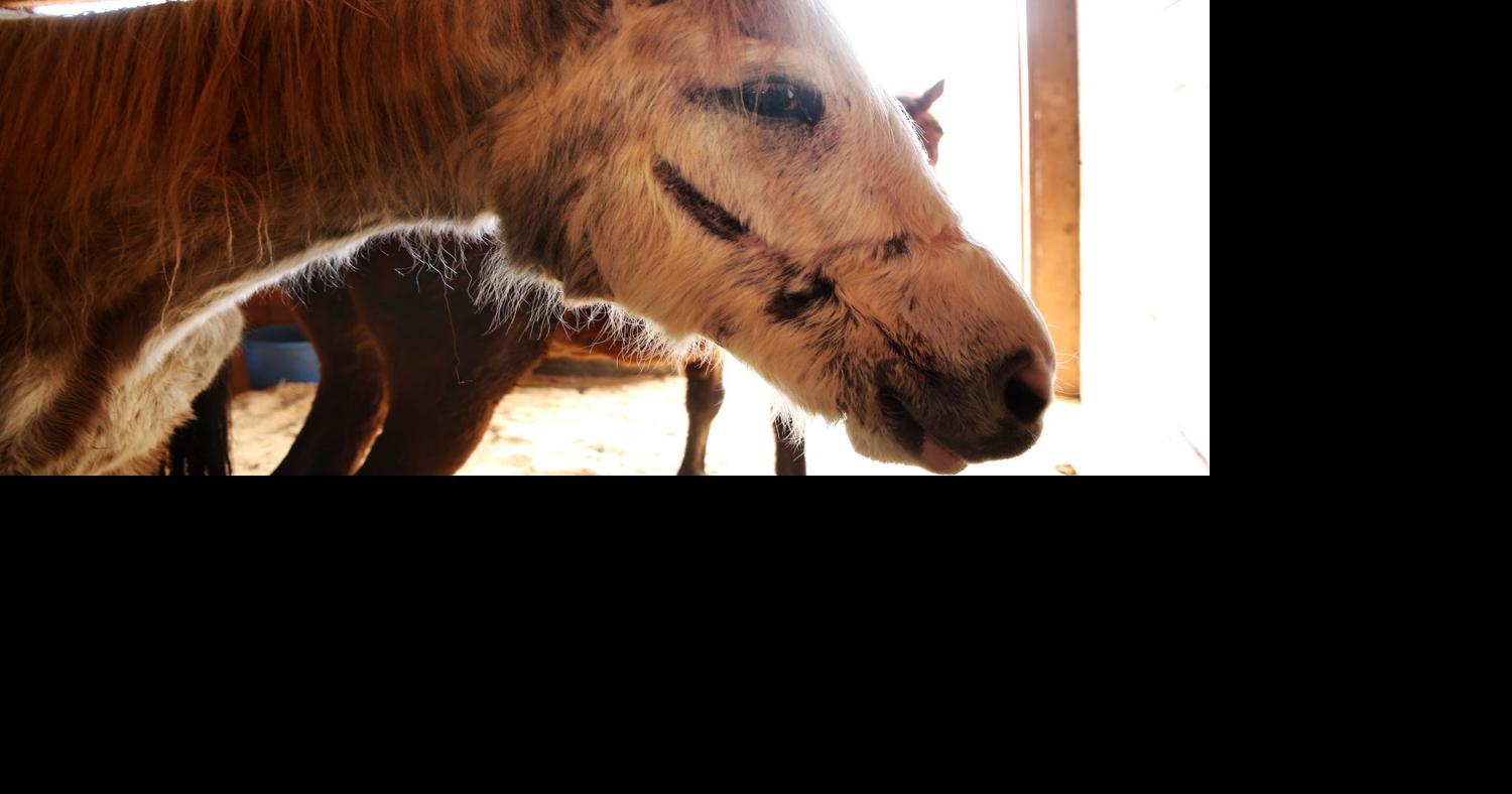 Emaciated horses seized from Hardy farm recovering